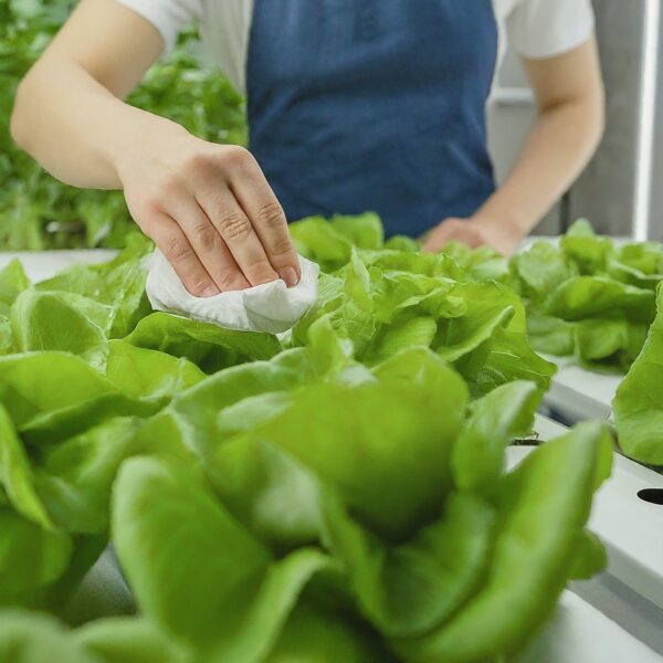 DO I NEED TO CLEAN MY HYDROPONICS SYSTEM? - Stealth Garden